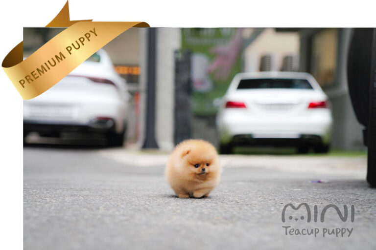 DACHSHUND(DOBI) SOLD – Mini Teacup Puppy