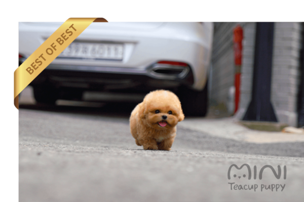 DACHSHUND(DOBI) SOLD – Mini Teacup Puppy