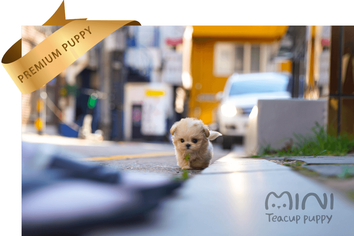 CHOW CHOW(CHI-CHI) SOLD – Mini Teacup Puppy