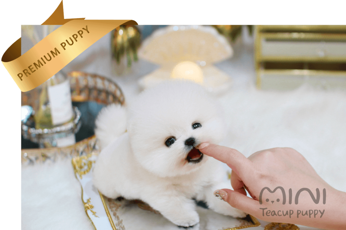 CHOW CHOW(CHI-CHI) SOLD – Mini Teacup Puppy