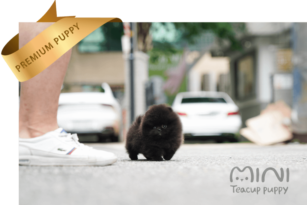 CHOW CHOW(CHI-CHI) SOLD – Mini Teacup Puppy