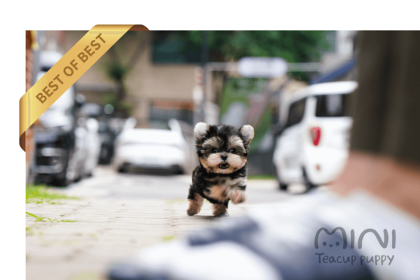 DACHSHUND(DOBI) SOLD – Mini Teacup Puppy