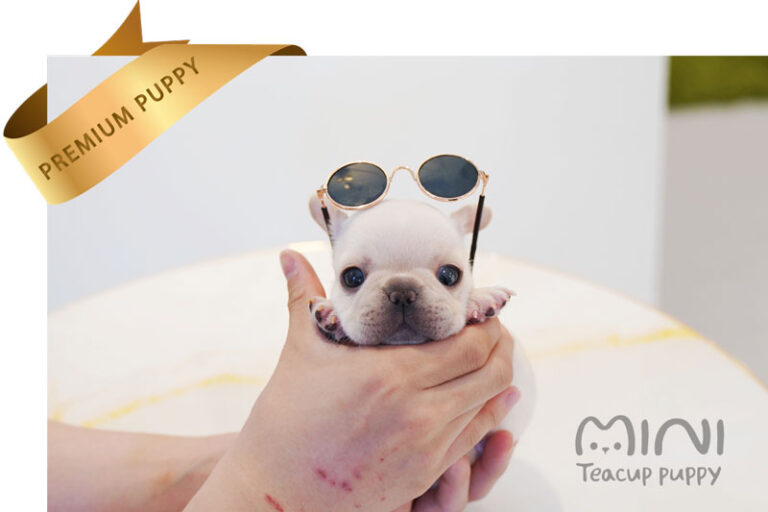 CHOW CHOW(CHI-CHI) SOLD – Mini Teacup Puppy