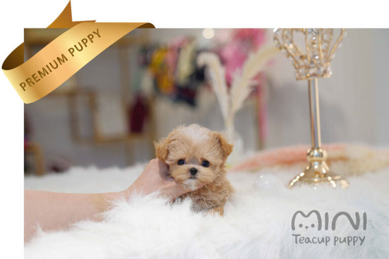 CHOW CHOW(CHI-CHI) SOLD – Mini Teacup Puppy