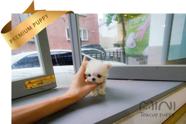 CHOW CHOW(CHI-CHI) SOLD – Mini Teacup Puppy