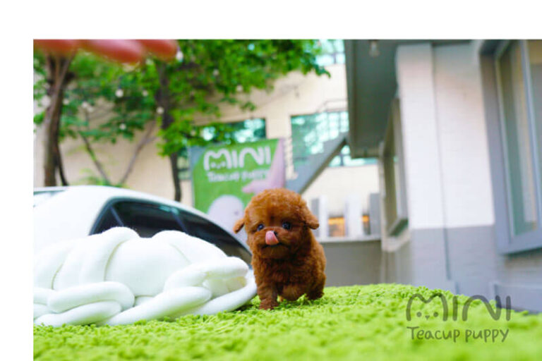 CHOW CHOW(CHI-CHI) SOLD – Mini Teacup Puppy