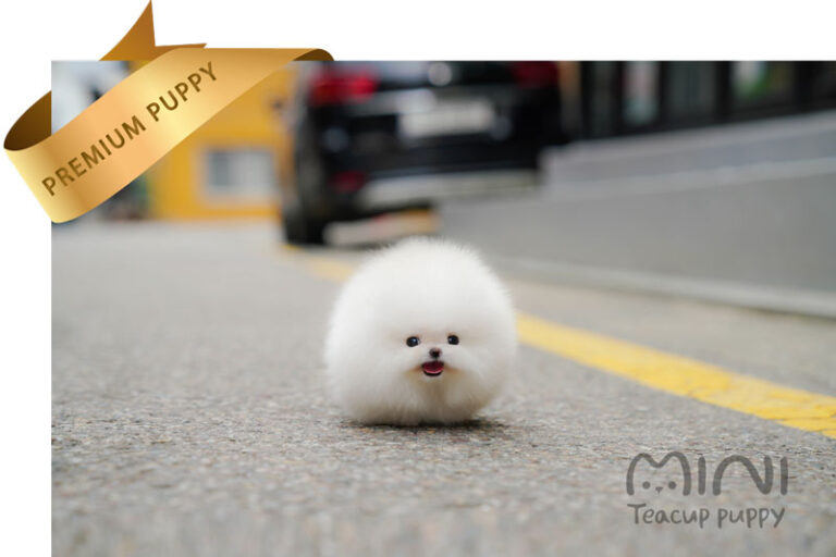 CHOW CHOW(CHI-CHI) SOLD – Mini Teacup Puppy