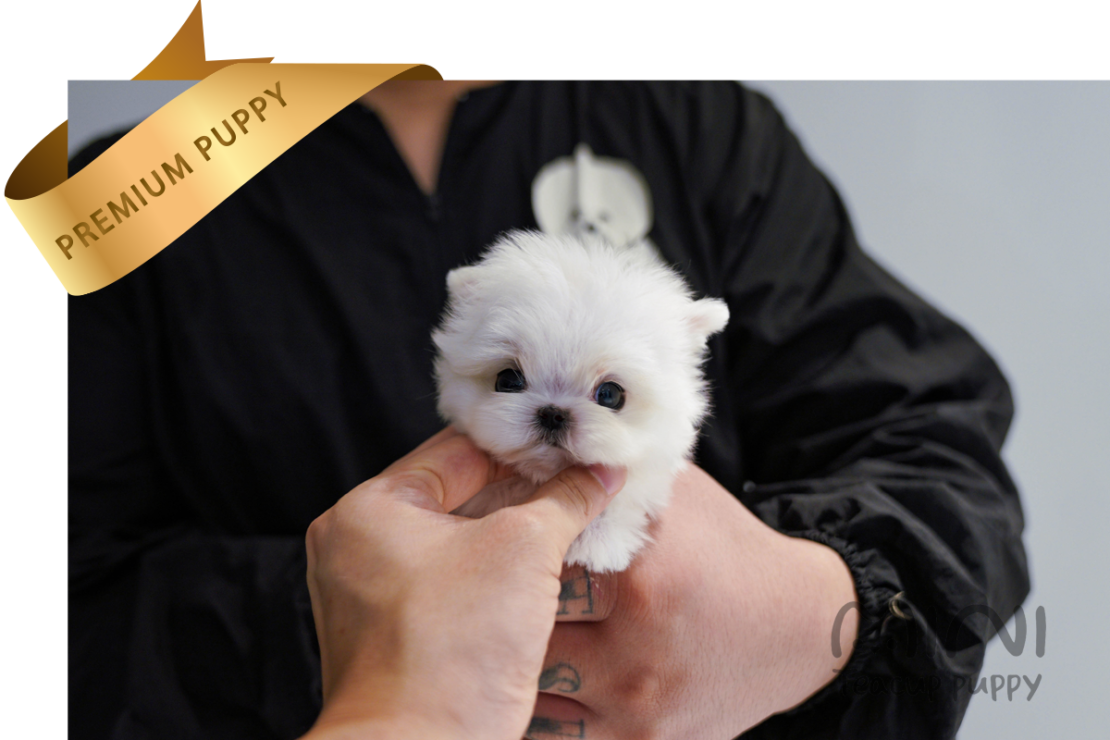CHOW CHOW(CHI-CHI) SOLD – Mini Teacup Puppy
