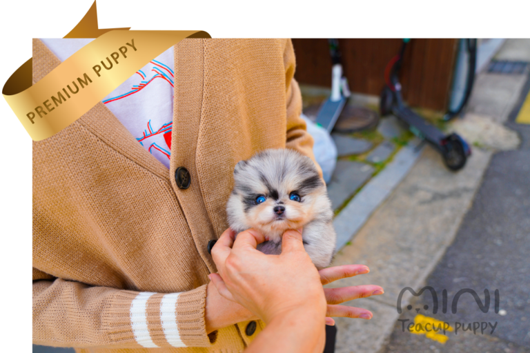 CHOW CHOW(CHI-CHI) SOLD – Mini Teacup Puppy