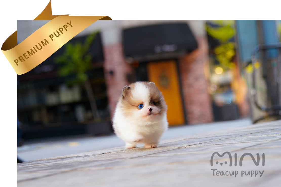 CHOW CHOW(CHI-CHI) SOLD – Mini Teacup Puppy