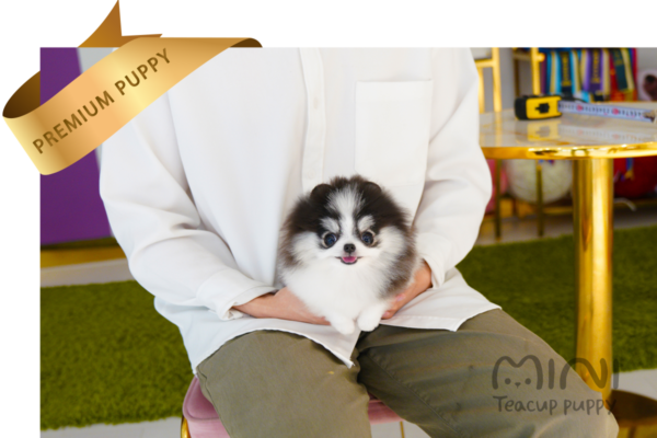 CHOW CHOW(CHI-CHI) SOLD – Mini Teacup Puppy