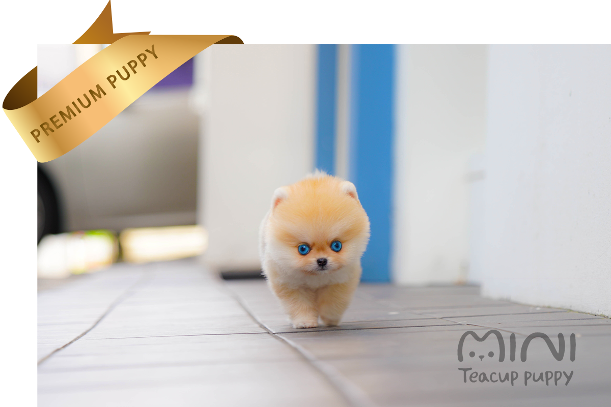 CHOW CHOW(CHI-CHI) SOLD – Mini Teacup Puppy