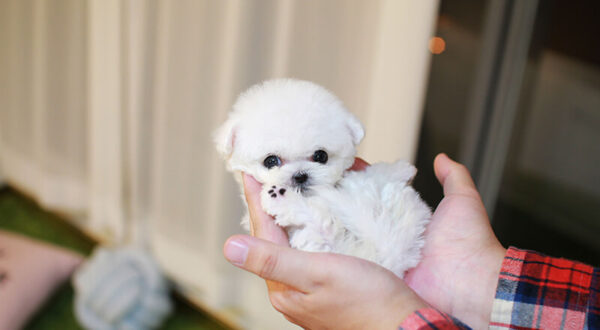 Mini Teacup Puppy