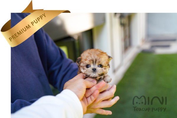 CHOW CHOW(CHI-CHI) SOLD – Mini Teacup Puppy