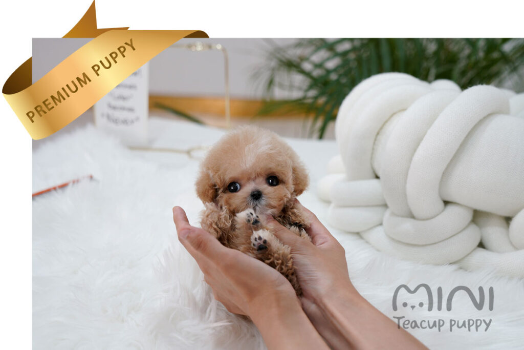 MIU(SOLD) – Mini Teacup Puppy