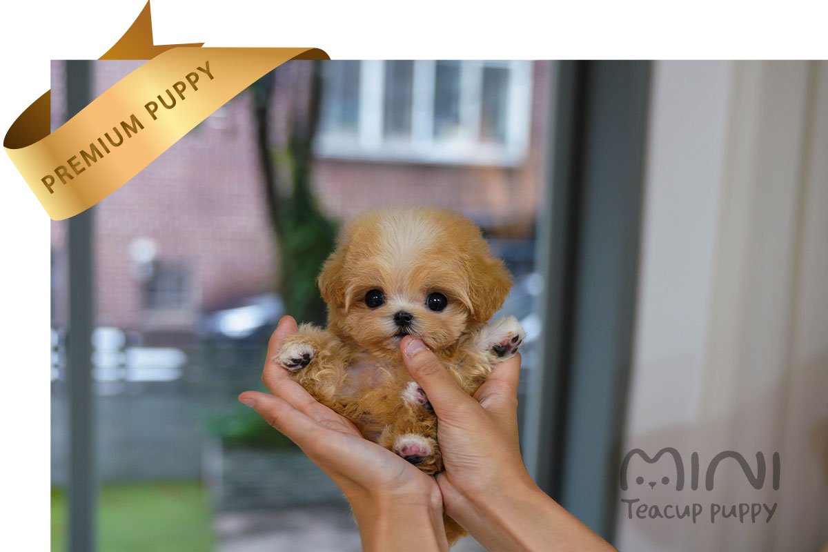 MALTIPOO (JELLY) SOLD – Mini Teacup Puppy