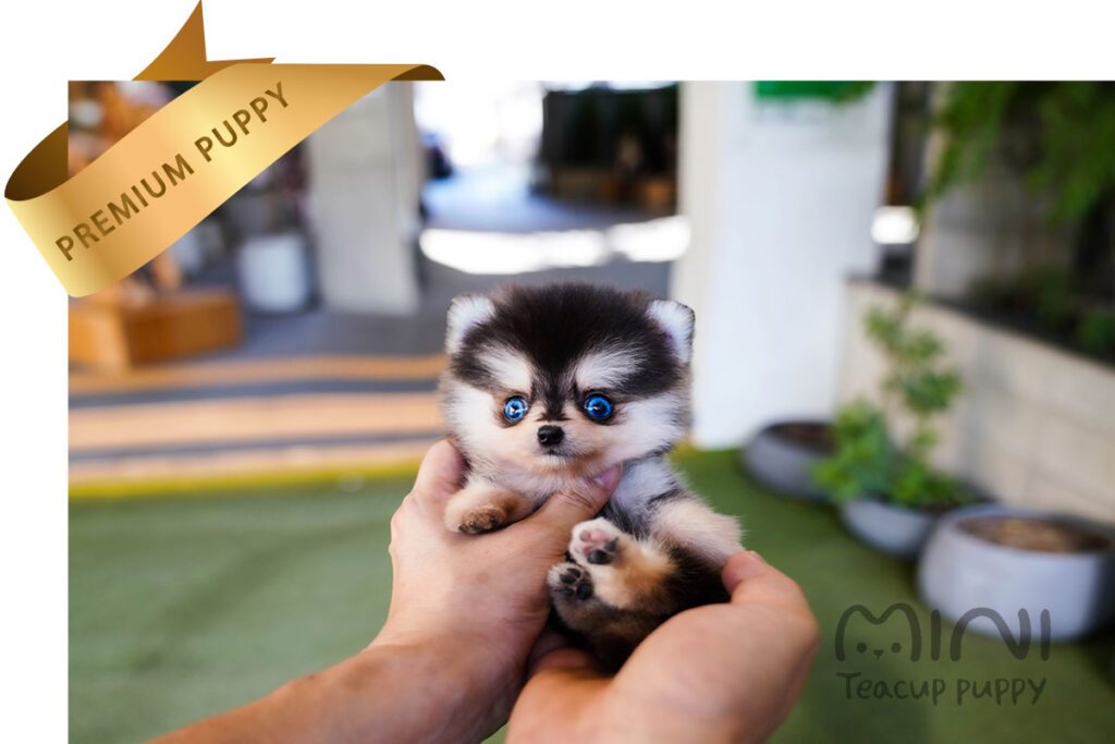 POMSKY (MINI) SOLD – Mini Teacup Puppy