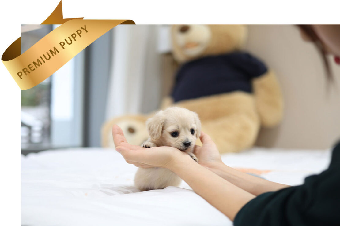 DACHSHUND(DOBI) SOLD – Mini Teacup Puppy