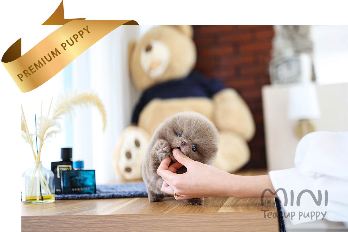 POMERANIAN (CHOPA) SOLD – Mini Teacup Puppy