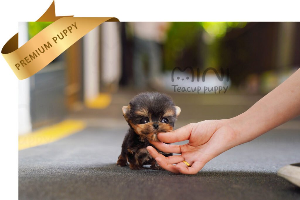 YORKIE (VICTOR) SOLD – Mini Teacup Puppy