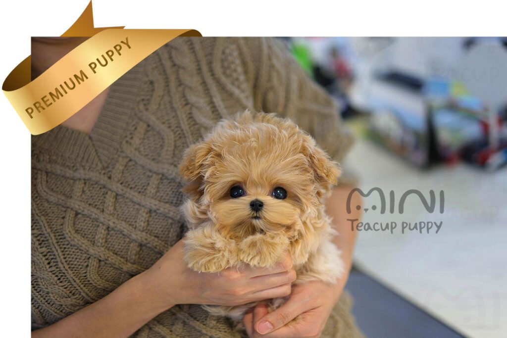 Products – Page 4 – Mini Teacup Puppy
