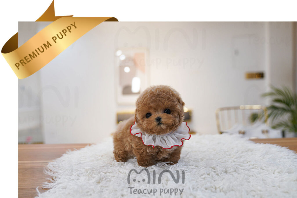 MALTIPOO (TEDDY) SOLD – Mini Teacup Puppy