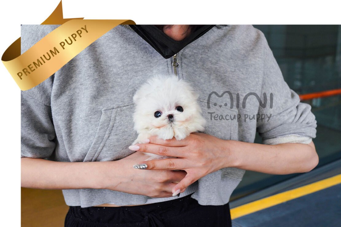 Maltese – Mini Teacup Puppy