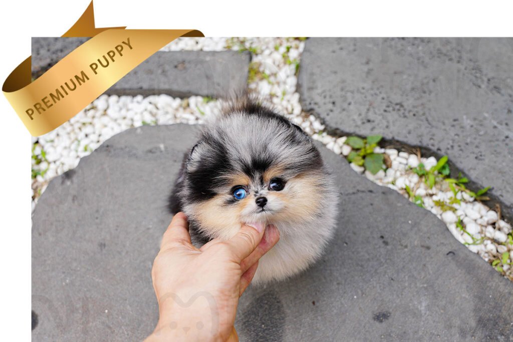 POMERANIAN (RINA)SOLD – Mini Teacup Puppy