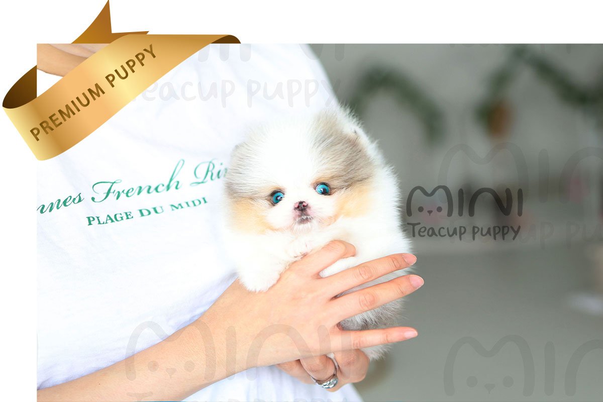 POMERANIAN (ROSE) SOLD – Mini Teacup Puppy