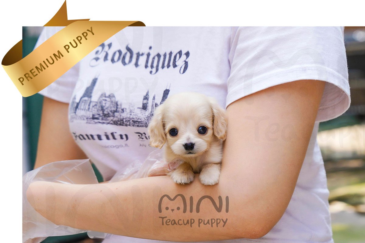 Special Order – Mini Teacup Puppy