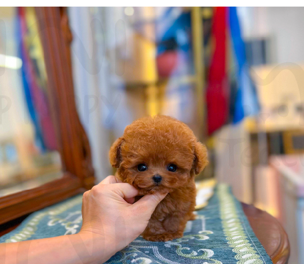 POODLE (PONY) SOLD – Mini Teacup Puppy