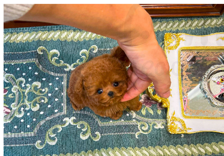 POODLE (PONY) SOLD – Mini Teacup Puppy