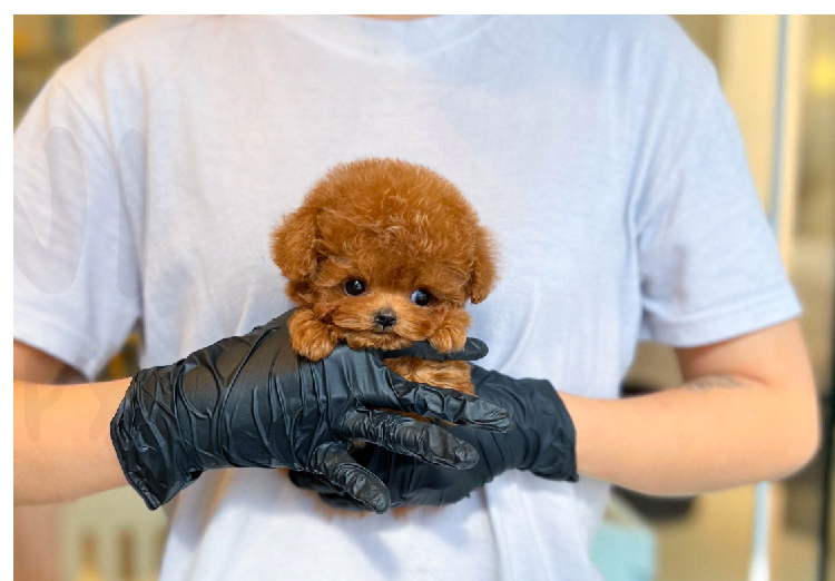 POODLE (PONY) SOLD – Mini Teacup Puppy