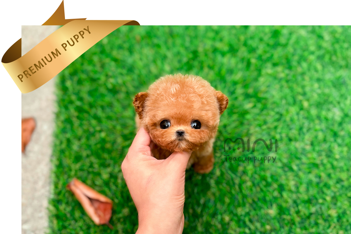 MALTIPOO (MOA) SOLD – Mini Teacup Puppy