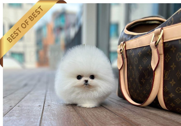 POMERANIAN (COCO)SOLD – Mini Teacup Puppy