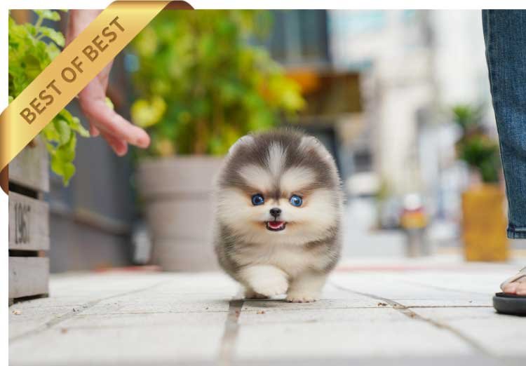 POMSKY (LEX)SOLD – Mini Teacup Puppy