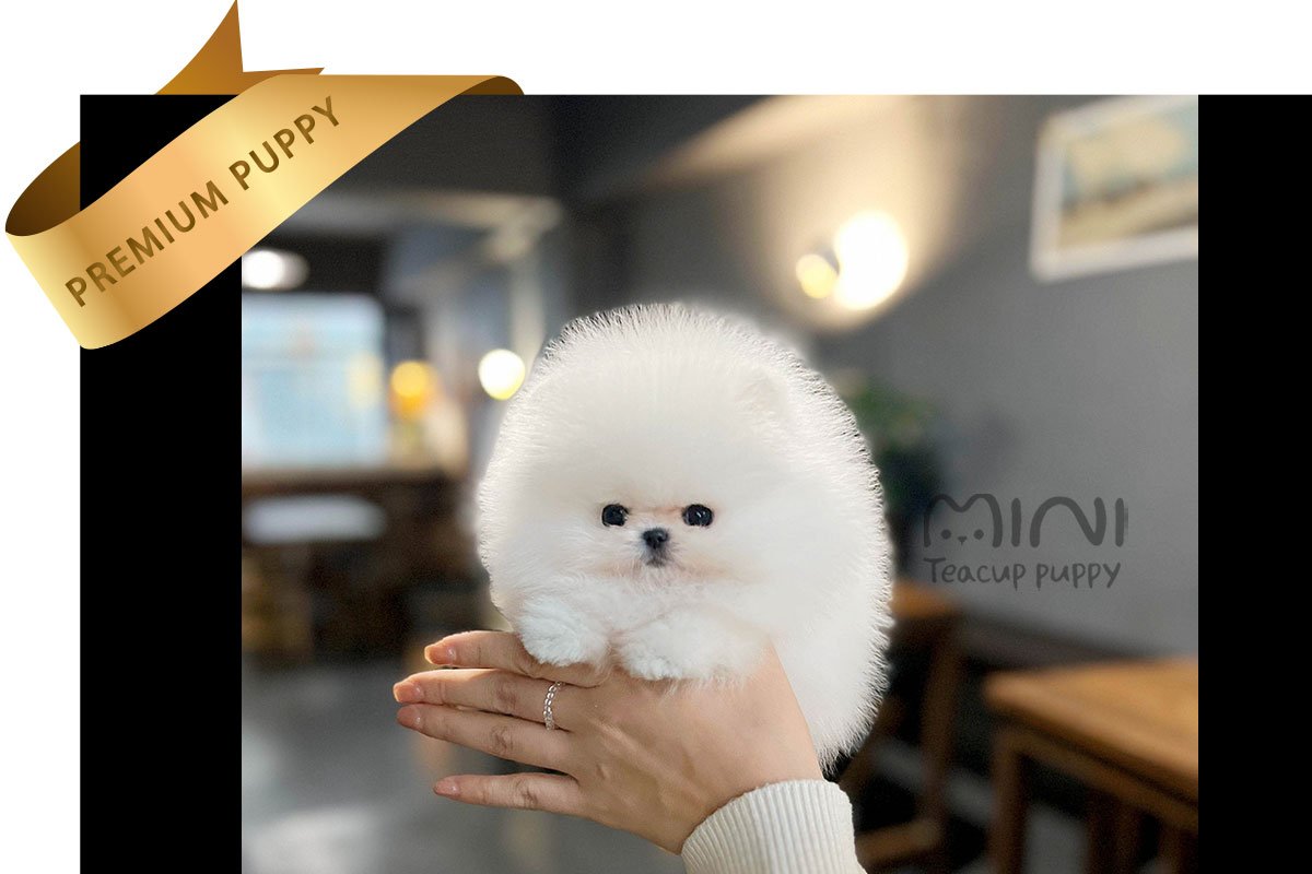 POMERANIAN (ROA) SOLD – Mini Teacup Puppy