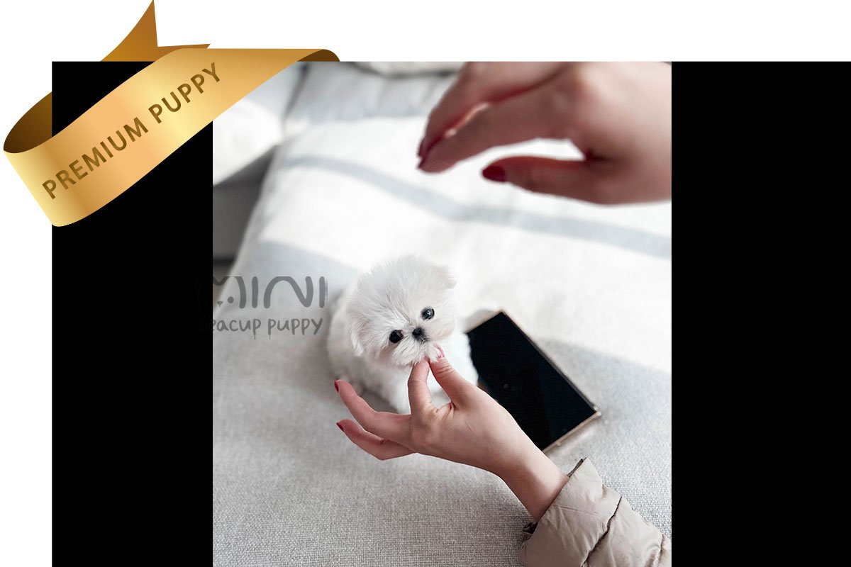 MALTESE (POPO)SOLD – Mini Teacup Puppy