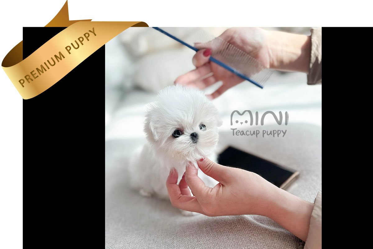 MALTESE (POPO)SOLD – Mini Teacup Puppy